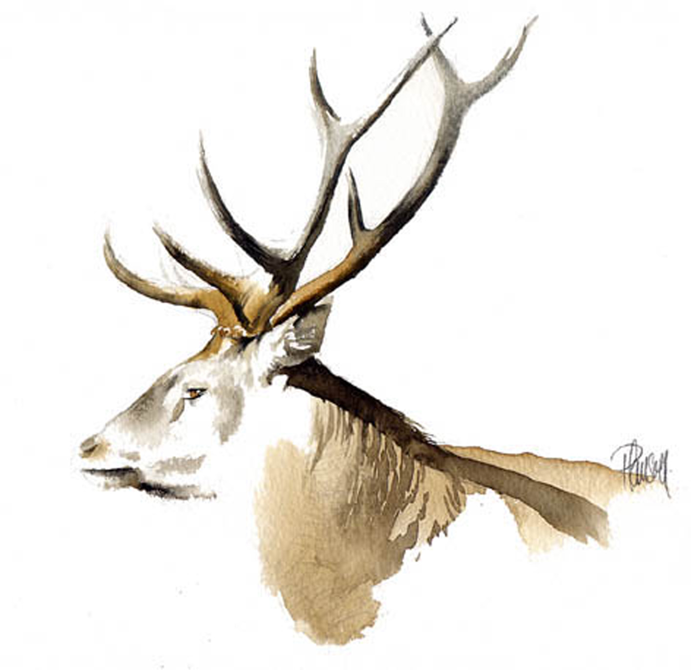 Animaux d’ici – NICOLAS PLANSON – ARTISTE PEINTRE ANIMALIER & DE LA NATURE