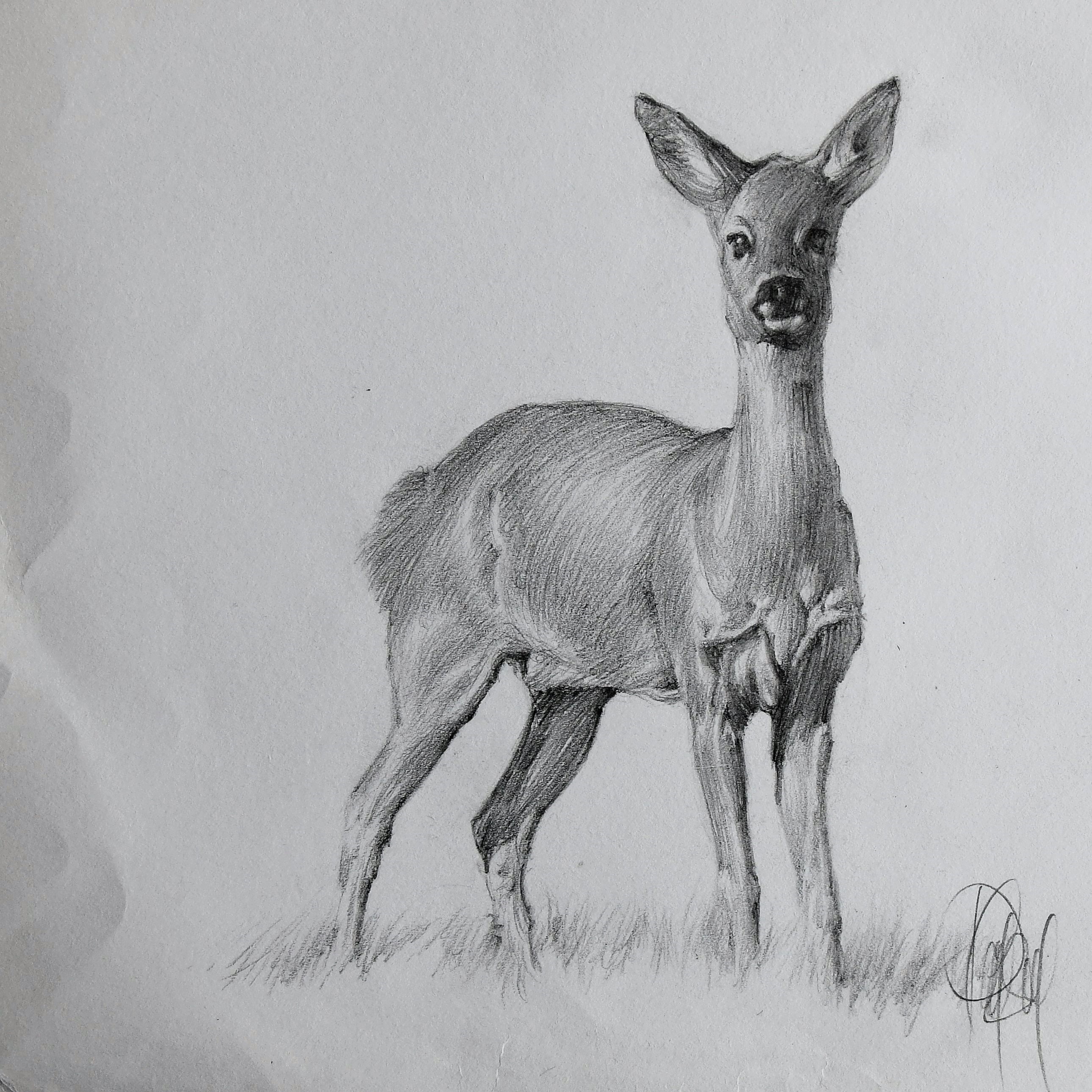 Animaux d’ici – NICOLAS PLANSON – ARTISTE PEINTRE ANIMALIER & DE LA NATURE